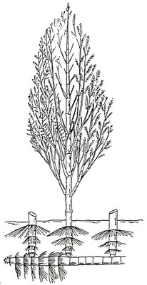 calamites — Eduterre